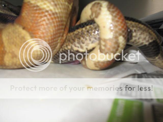 Copulation Videos | Photobucket